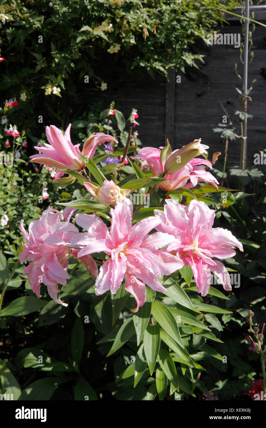 LILIUM BROKEN HEART. ORIENTAL LILY Stock Photo - Alamy