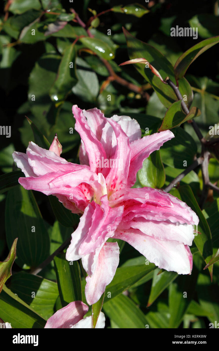 Broken heart plant hi-res stock photography and images - Alamy