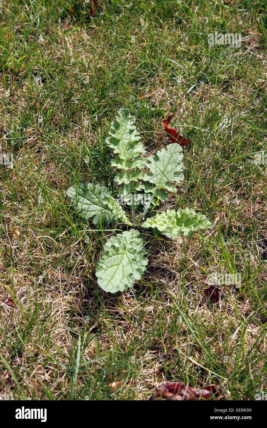 Sencio High Resolution Stock Photography and Images - Alamy