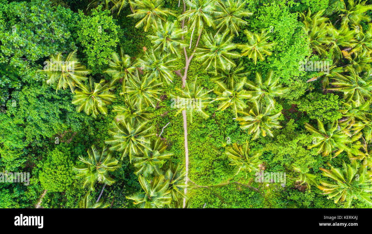 Jungle path hi-res stock photography and images - Alamy