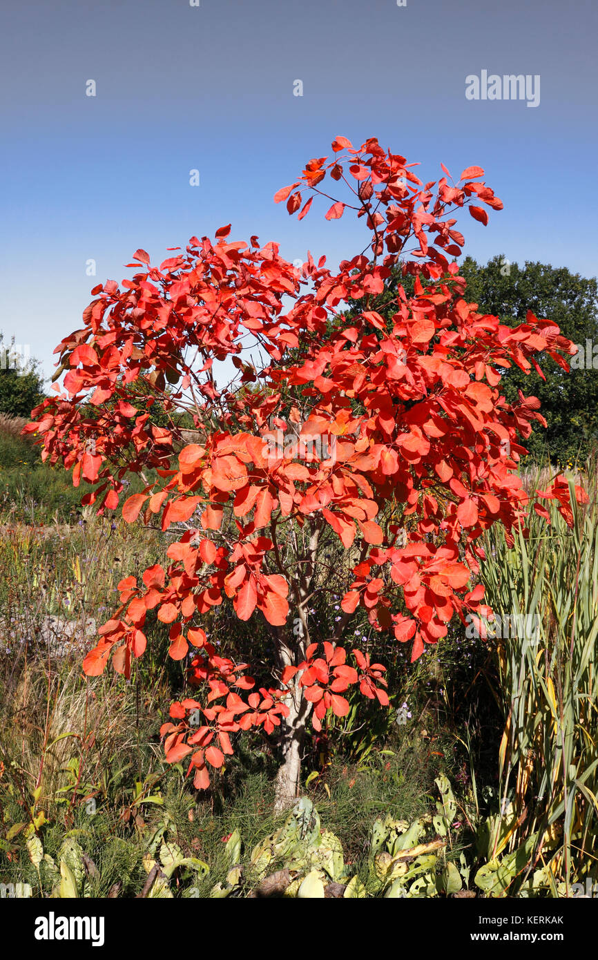 CONTINUS OBOVATUS. SMOKE BUSH. AMERICAN SMOKE TREE. CHITTAMWOOD Stock ...