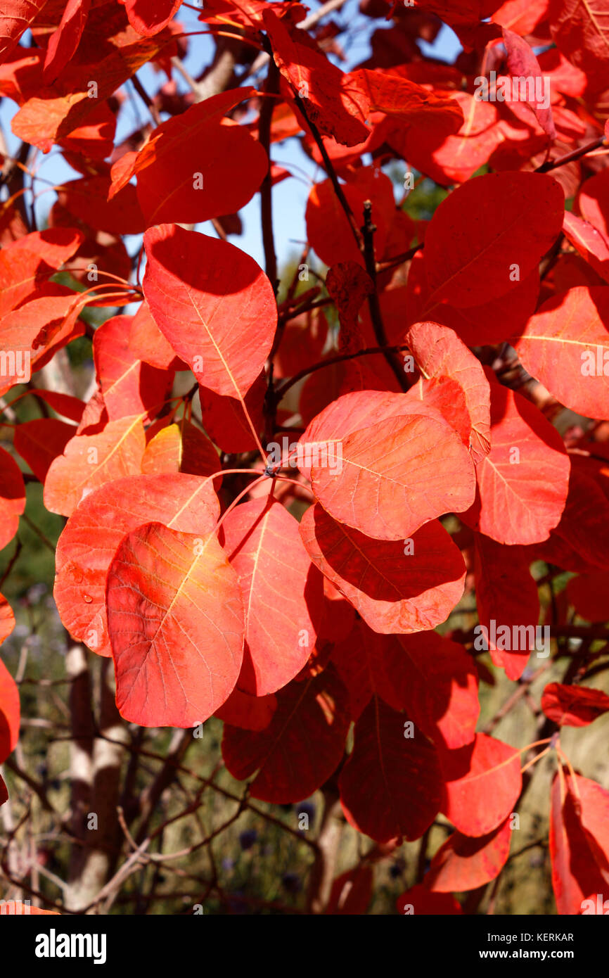 CONTINUS OBOVATUS. SMOKE BUSH. AMERICAN SMOKE TREE. CHITTAMWOOD Stock ...