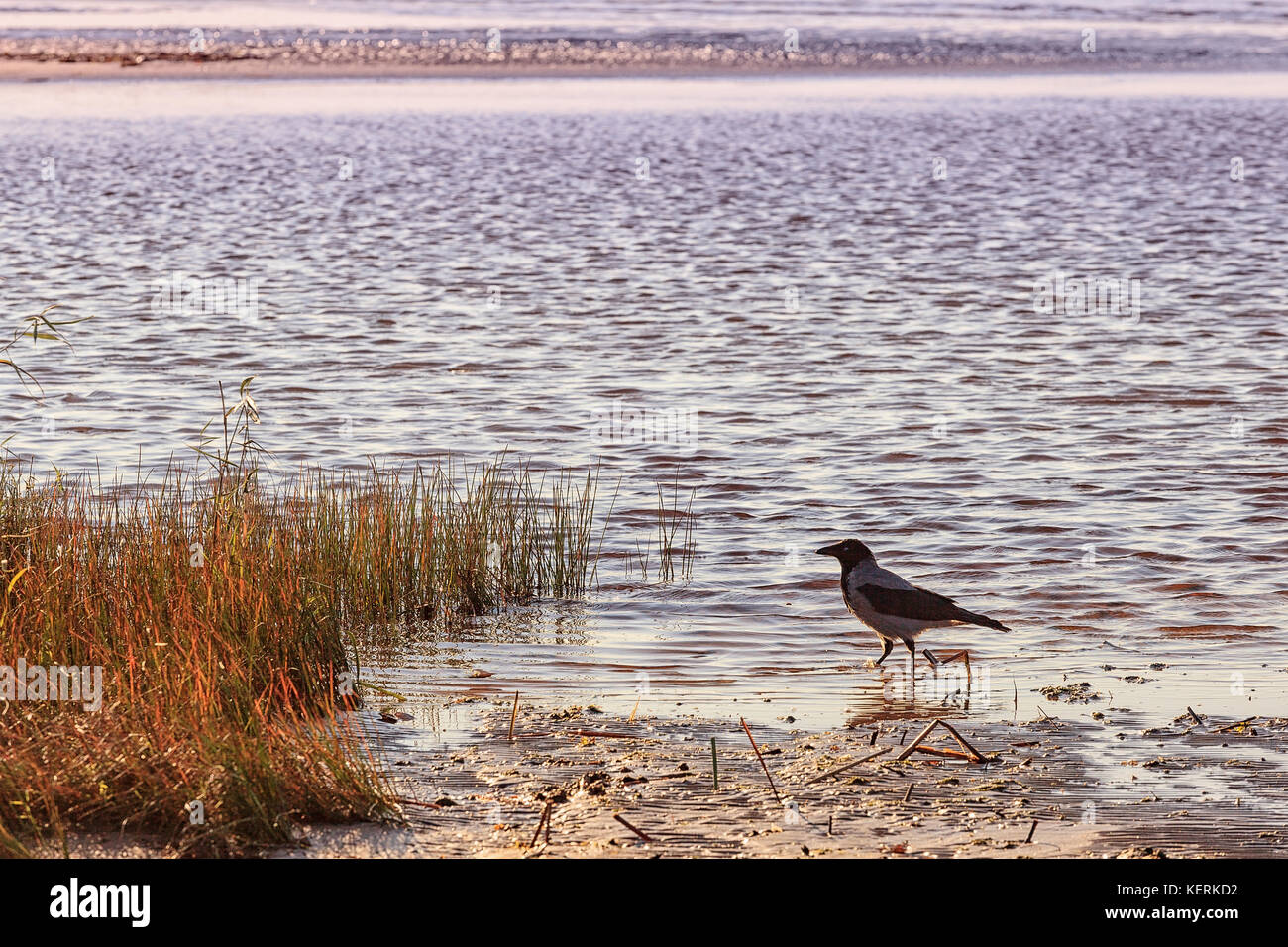 The crow walks along the shore of the sunset pond Stock Photo - Alamy