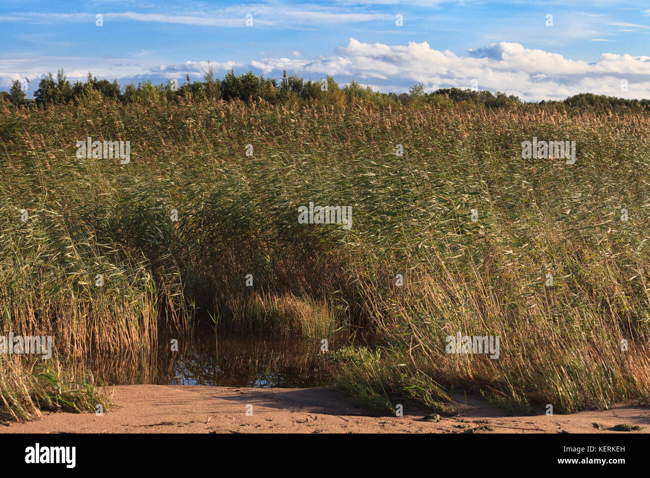 A reed canopy on a sunny day with a blue sky Stock Photo - Alamy