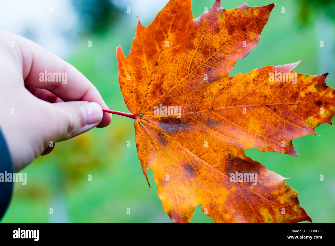 A maple leaf holding in hand. Autumn vibrant colors, close-up. Shallow ...
