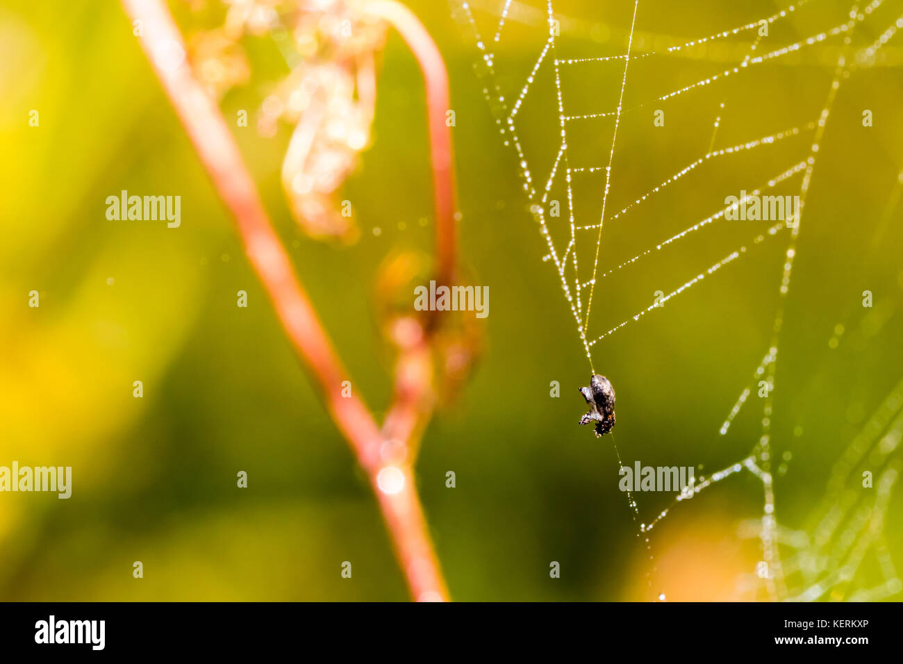 Dead small bug caught in spider web. Macro photography, close-up shot ...