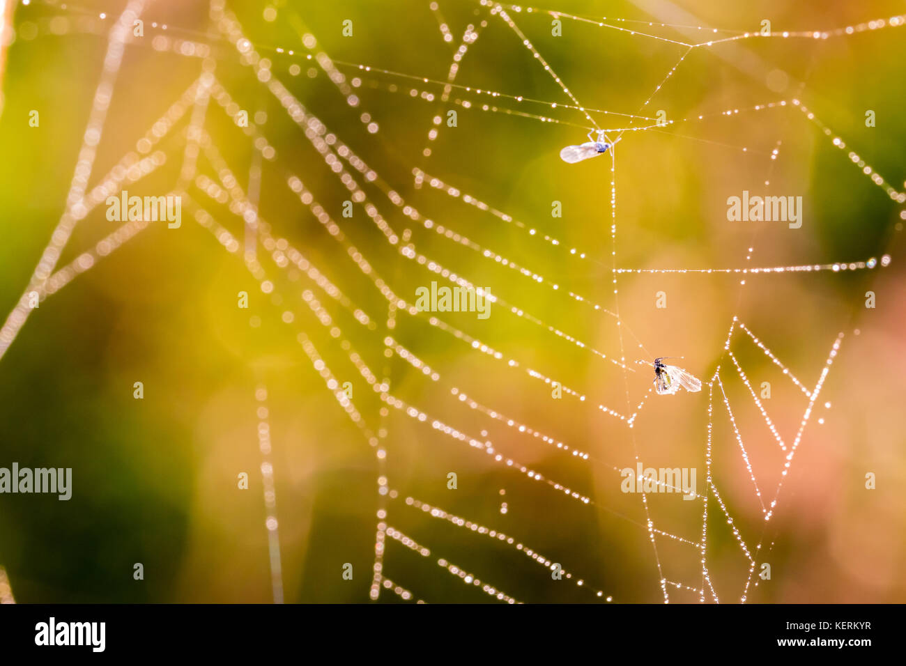 Dead small bug caught in spider web. Macro photography, close-up shot ...