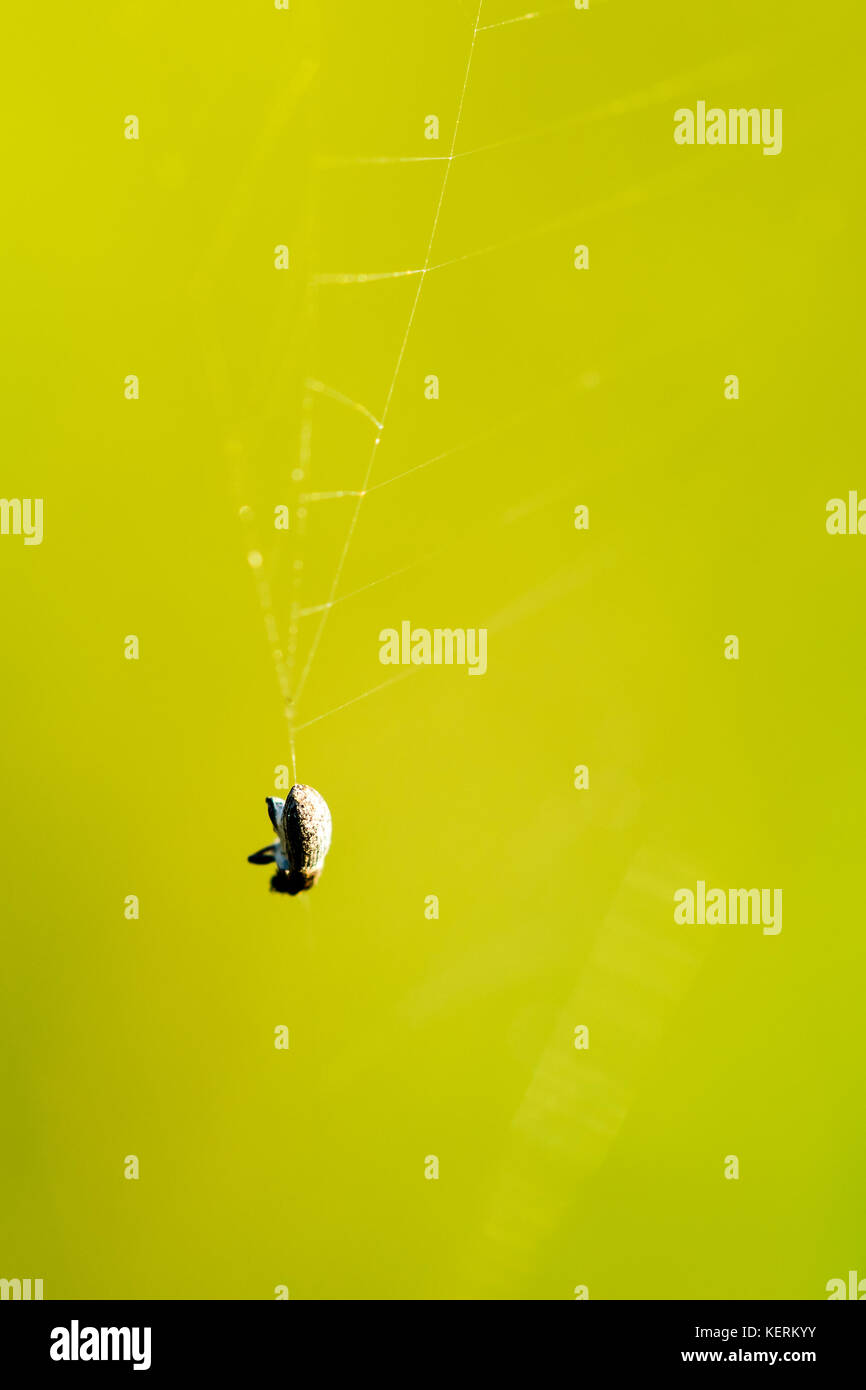 Dead small bug caught in spider web. Macro photography, close-up shot ...