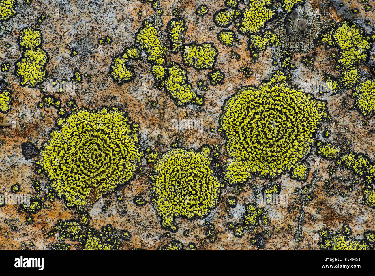 Foliose Lichen Phylum Biology 3B Laboratory