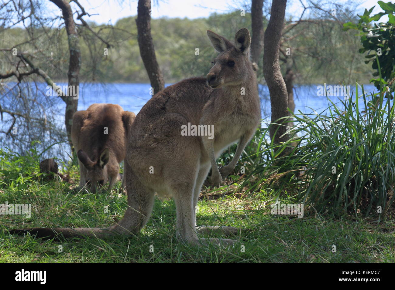 Australian outback kangaroos hi-res stock photography and images - Alamy