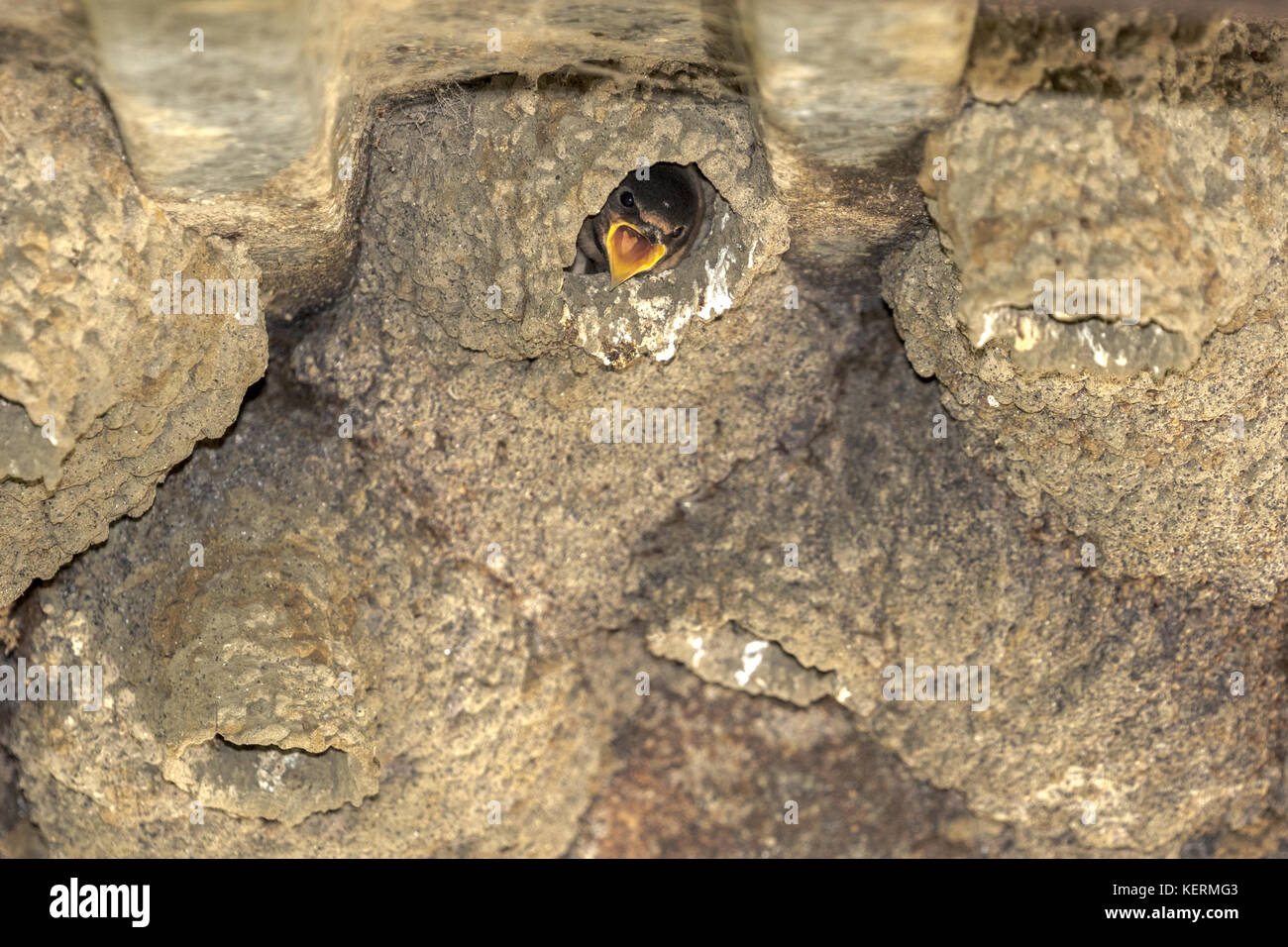 Culvert animal hi-res stock photography and images - Alamy