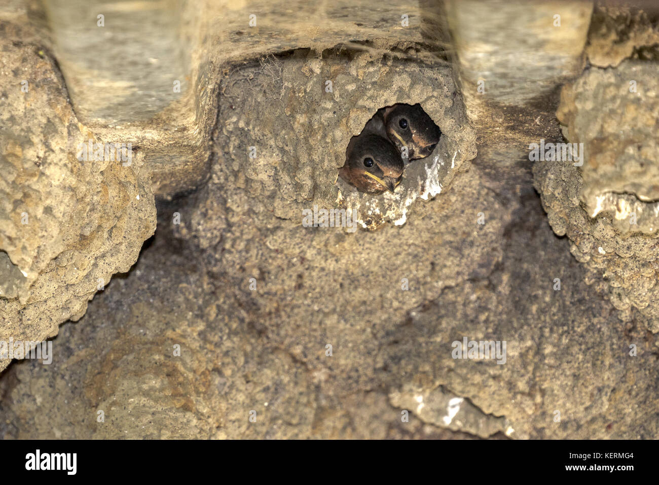 Culvert animal hi-res stock photography and images - Alamy