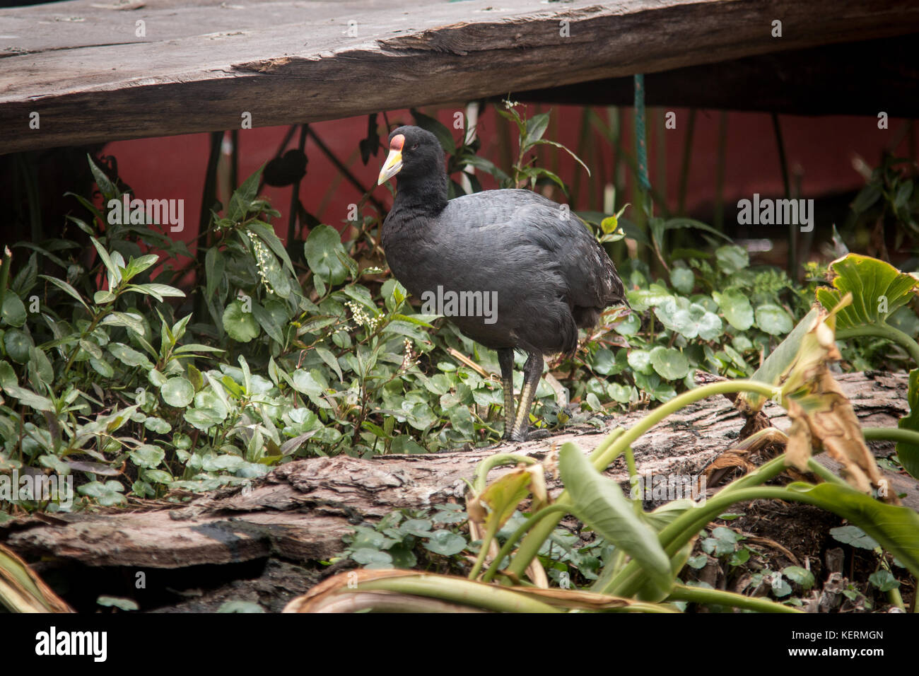 Andean coot foraging on San Pablo Lake, Ecuador Stock Photo - Alamy