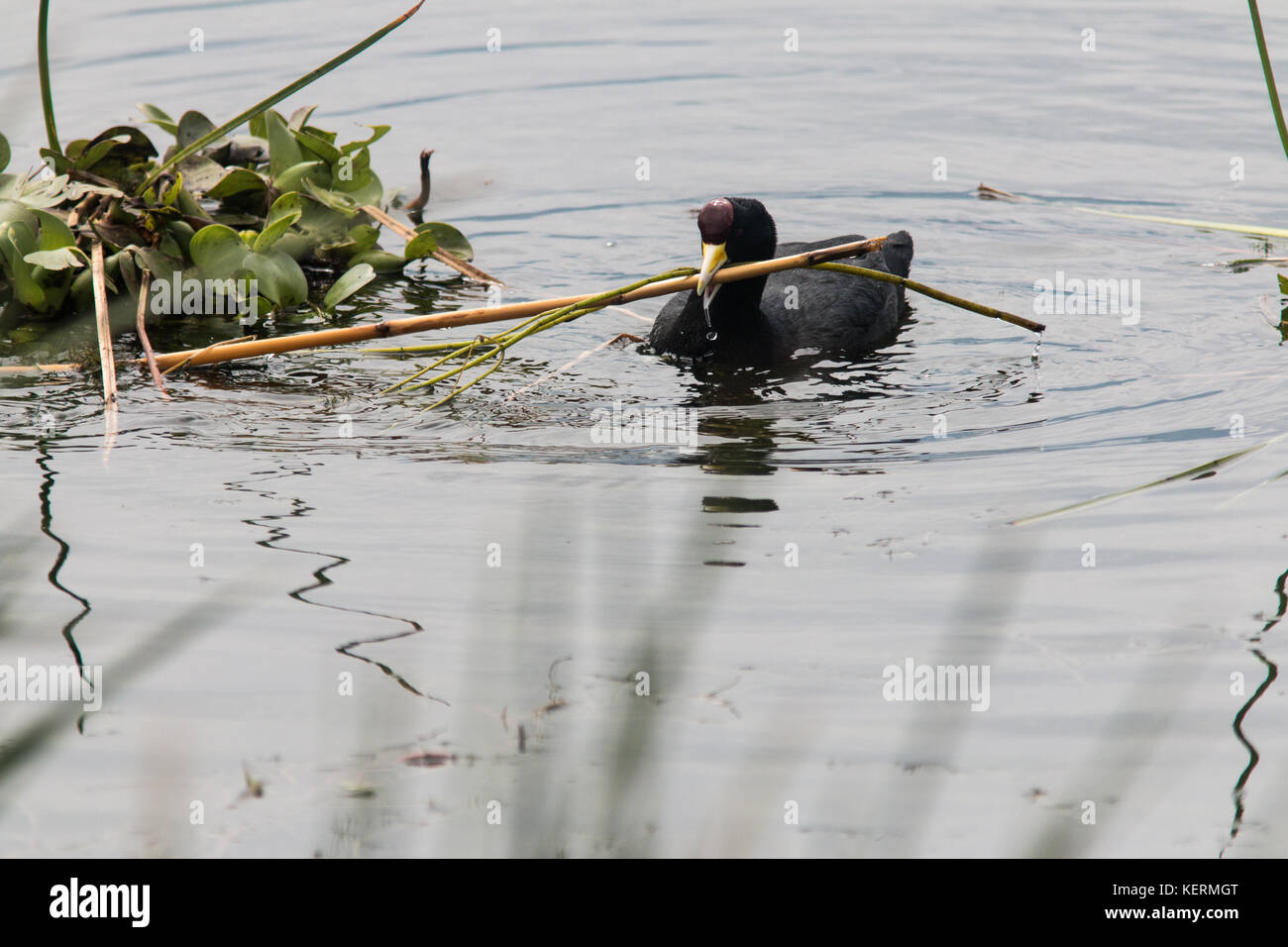 Andean Coot (fulica ardesiaca) gathering reeds in San Pablo Lake ...