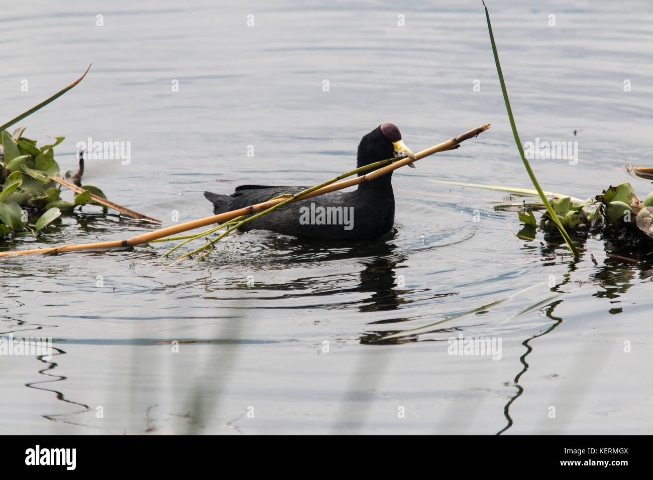 American coot nest hi-res stock photography and images - Alamy
