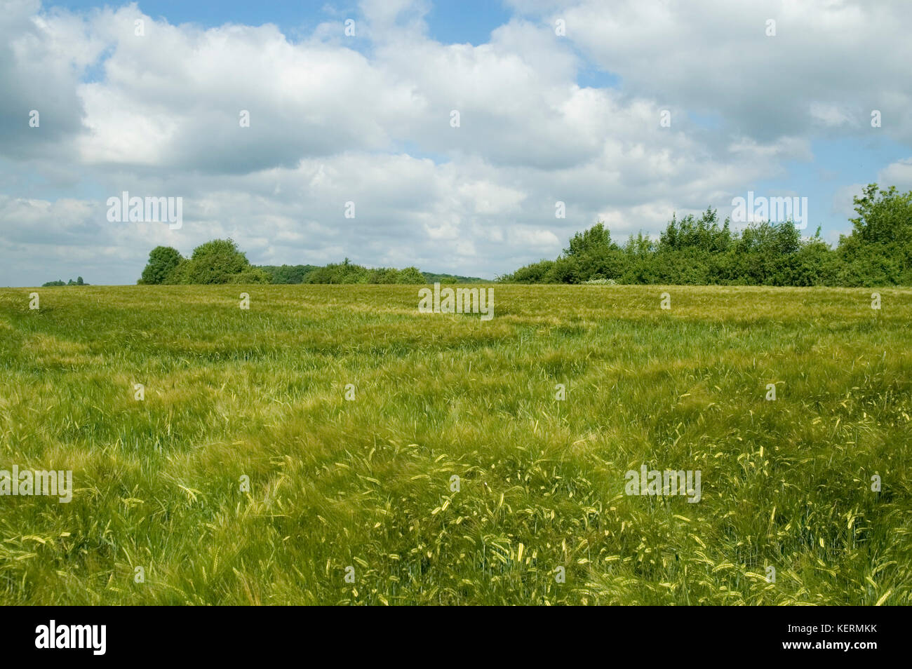 Grainfield wind hi-res stock photography and images - Alamy