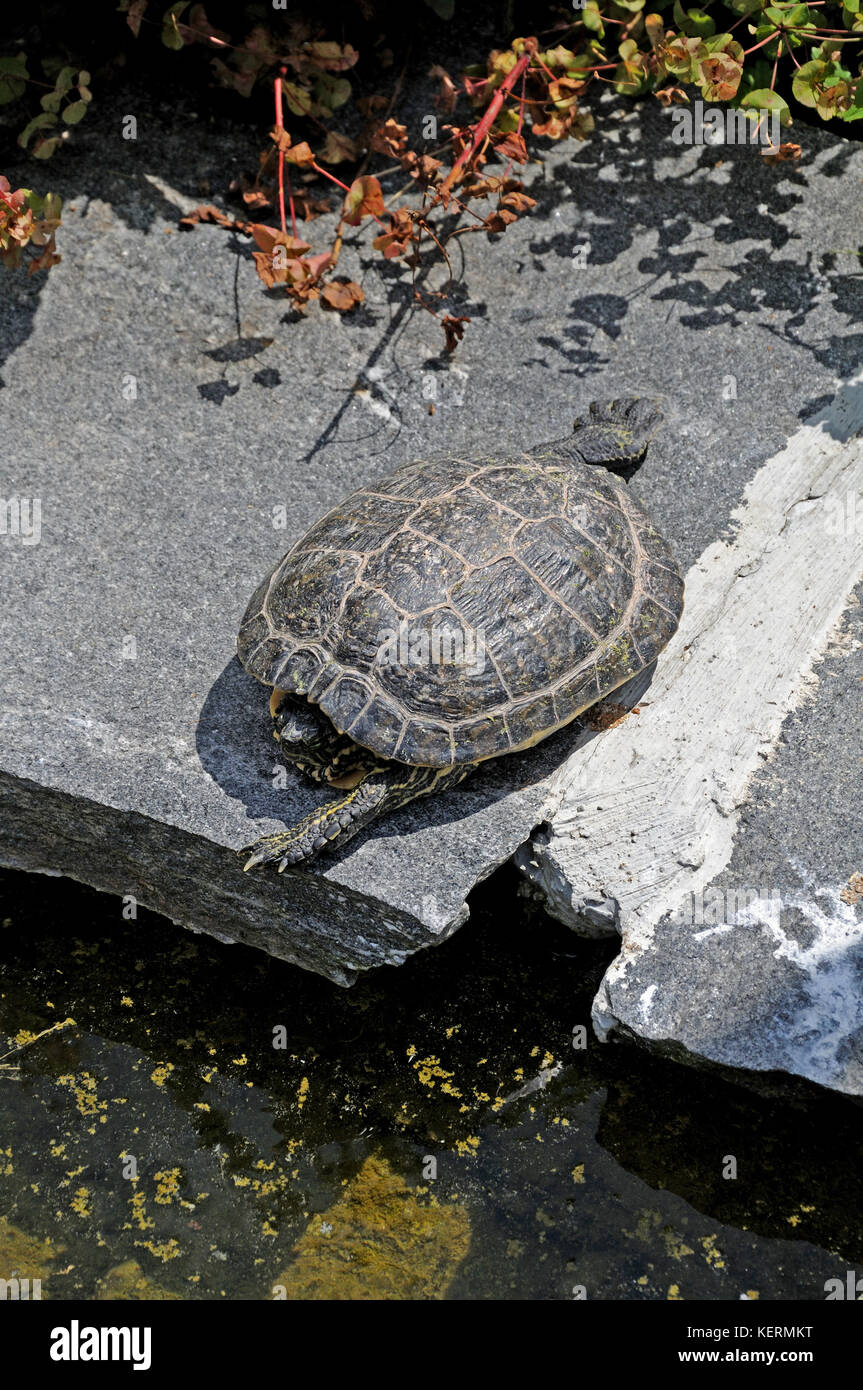 turtle in yoga pose Stock Photo - Alamy