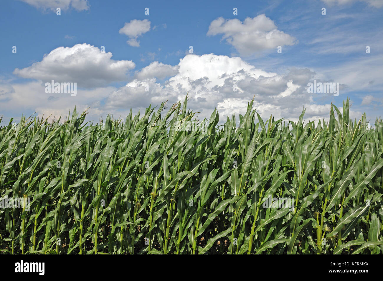 corn field in summer wind Stock Photo - Alamy