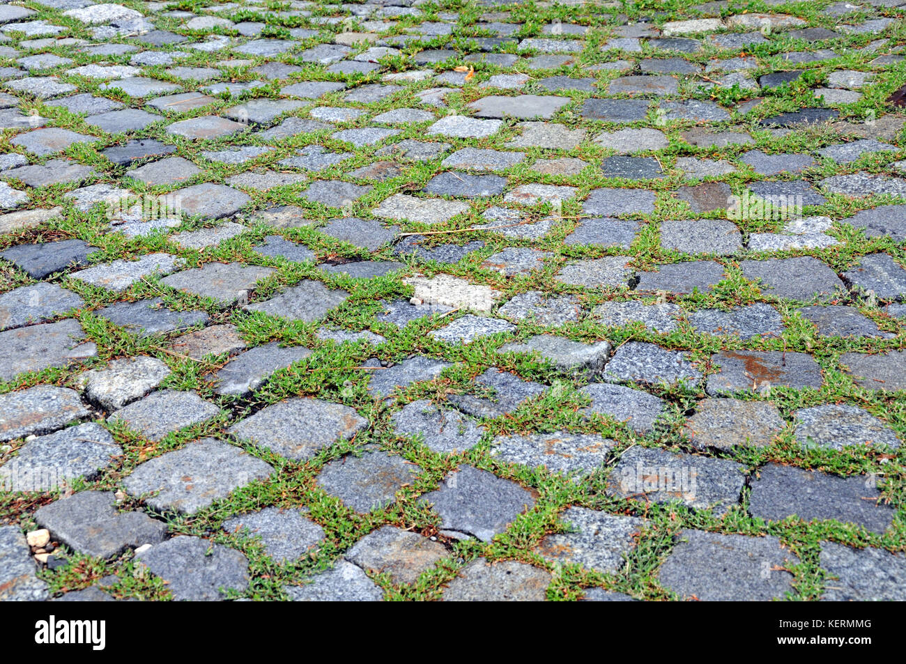 Using Moss Between Pavers