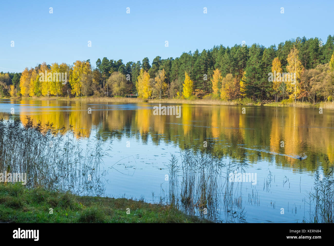Lake in Riga, district Jugla. Autumn, yellow tree leaves, lake and ...