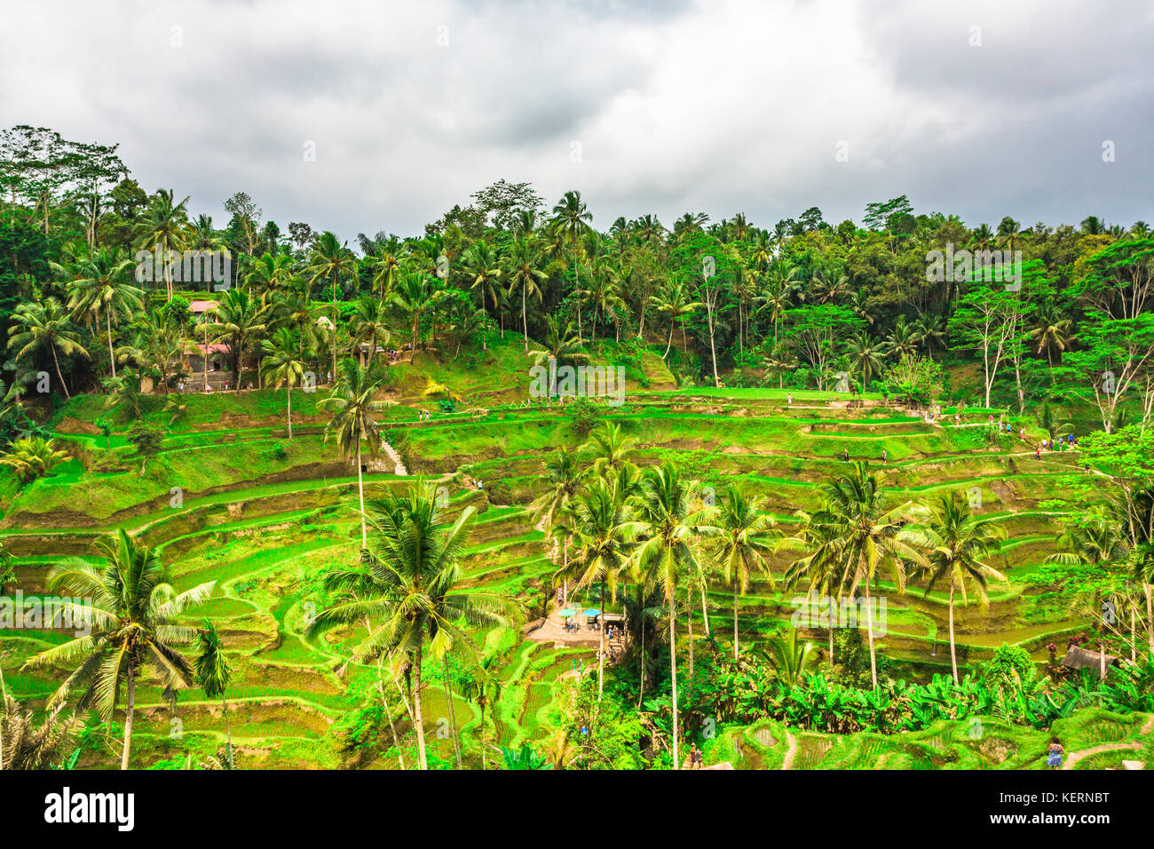 Ubud rice terraces. Bali, Indonesia Stock Photo - Alamy