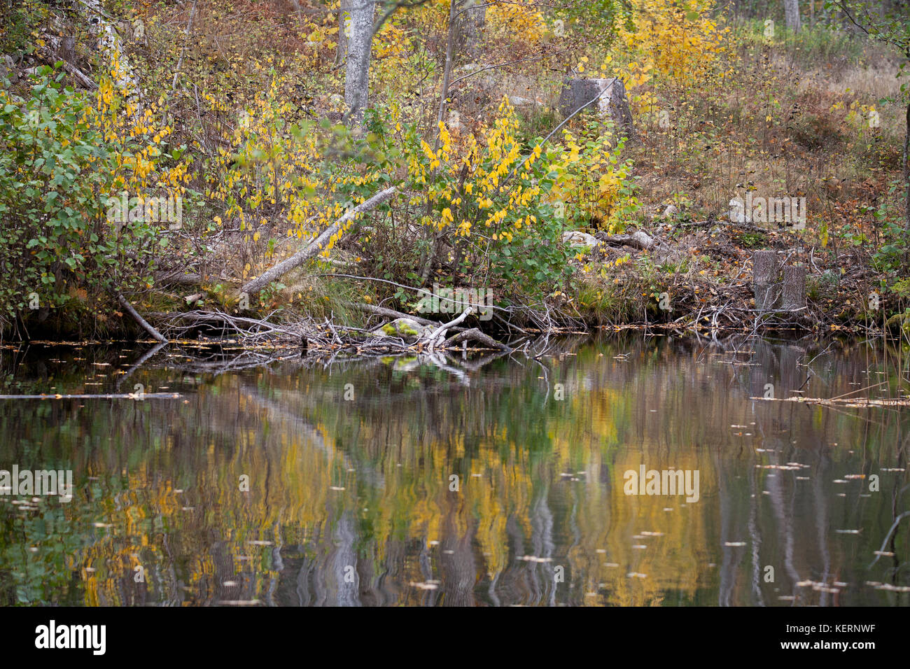 AUTUMN nature´s colors are reflected in water Stock Photo - Alamy