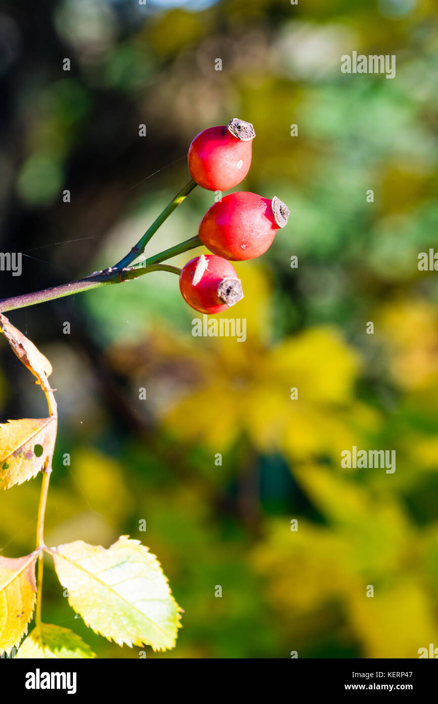 Dog brier fruit hi-res stock photography and images - Alamy