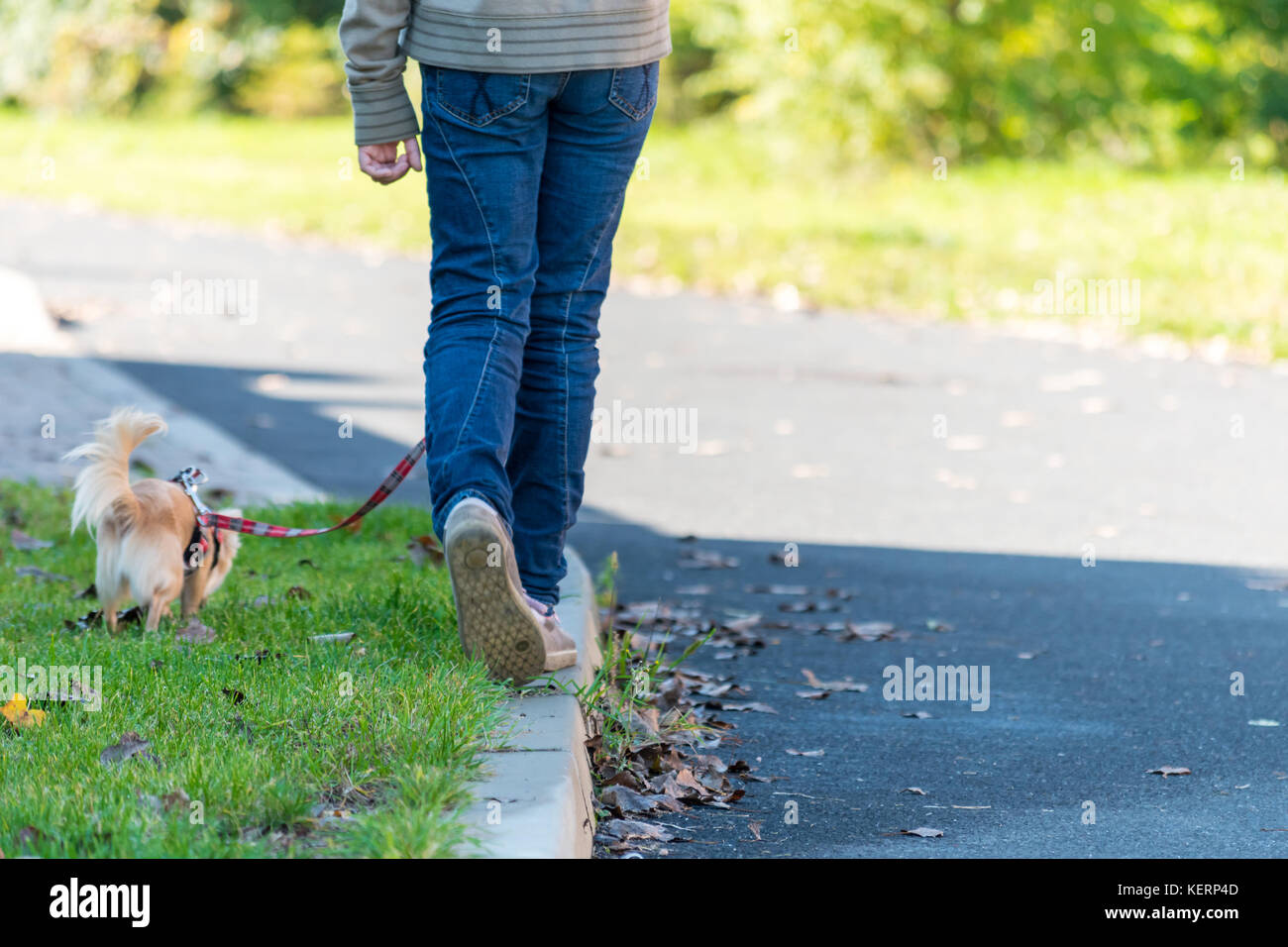 Young girl take the dog for walkies. Small cute chihuahua on the lead ...
