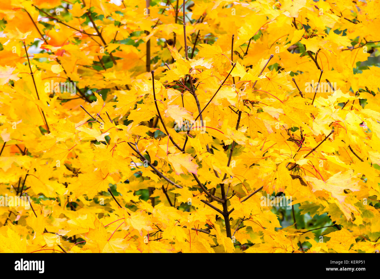 Growing leaves on maple tree in the autumn. Yellow colored leaves Stock ...