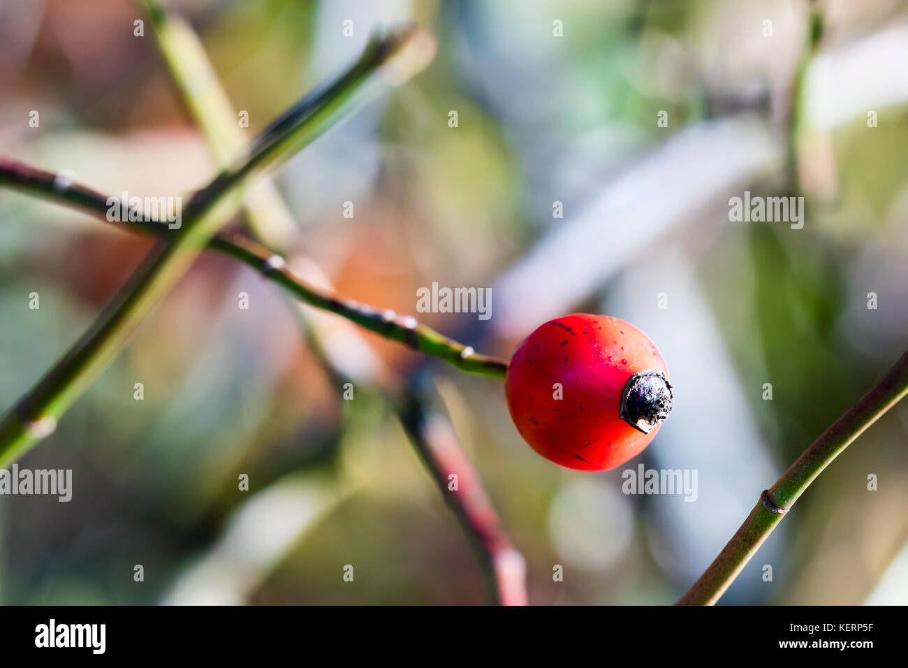 Wild brier hi-res stock photography and images - Alamy