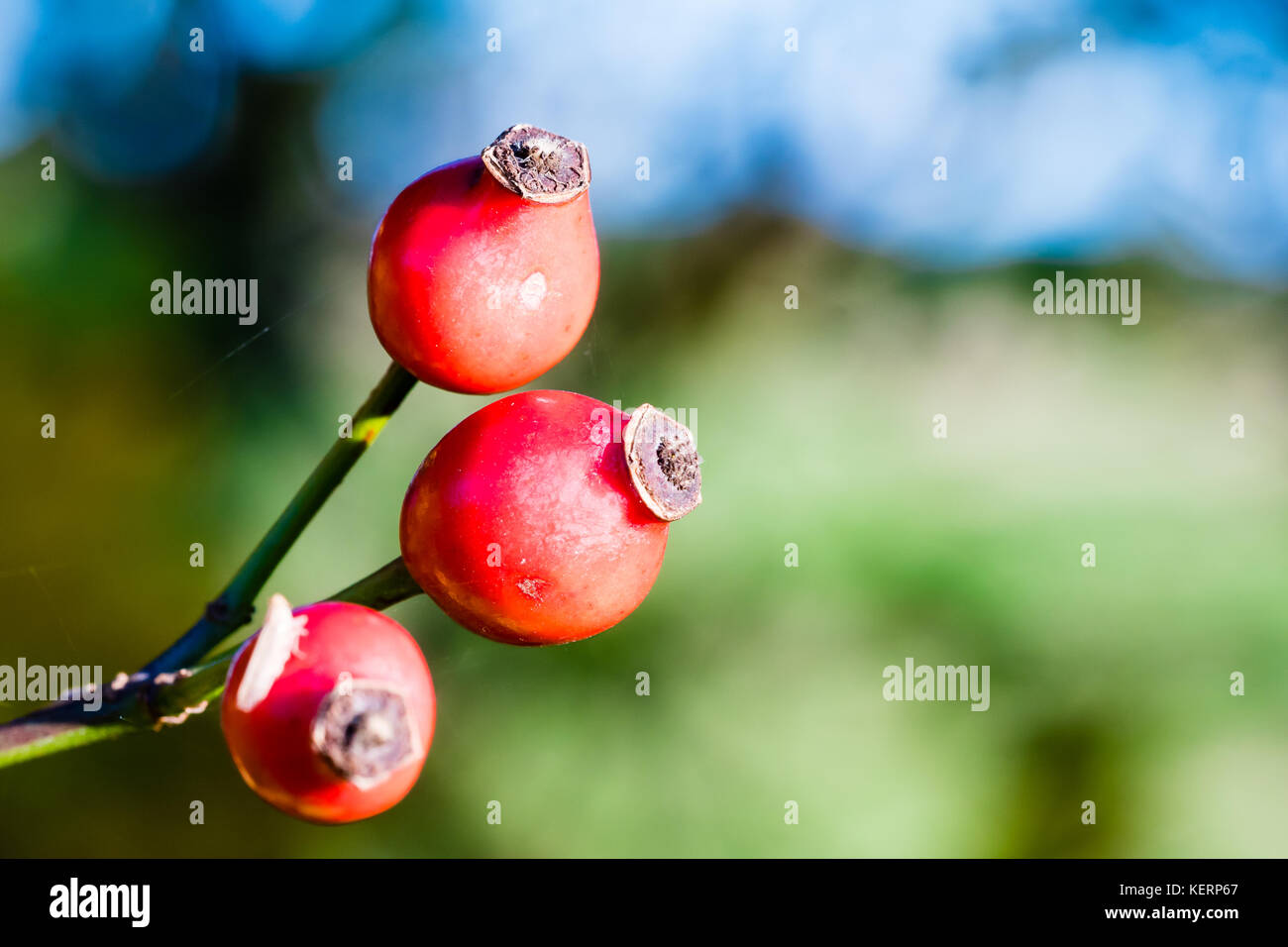 A branch of wild brier. Close-up shot. Red autumn fruit Stock Photo - Alamy