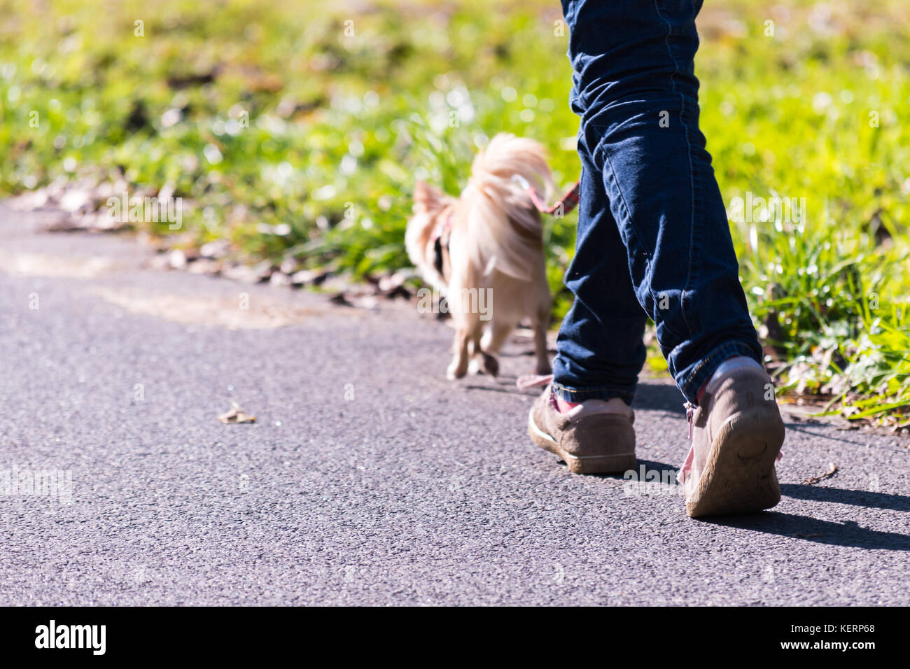 Young girl take the dog for walkies. Small cute chihuahua on the lead ...