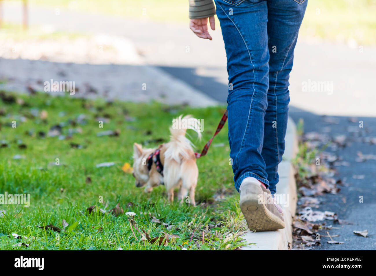 Young girl take the dog for walkies. Small cute chihuahua on the lead ...