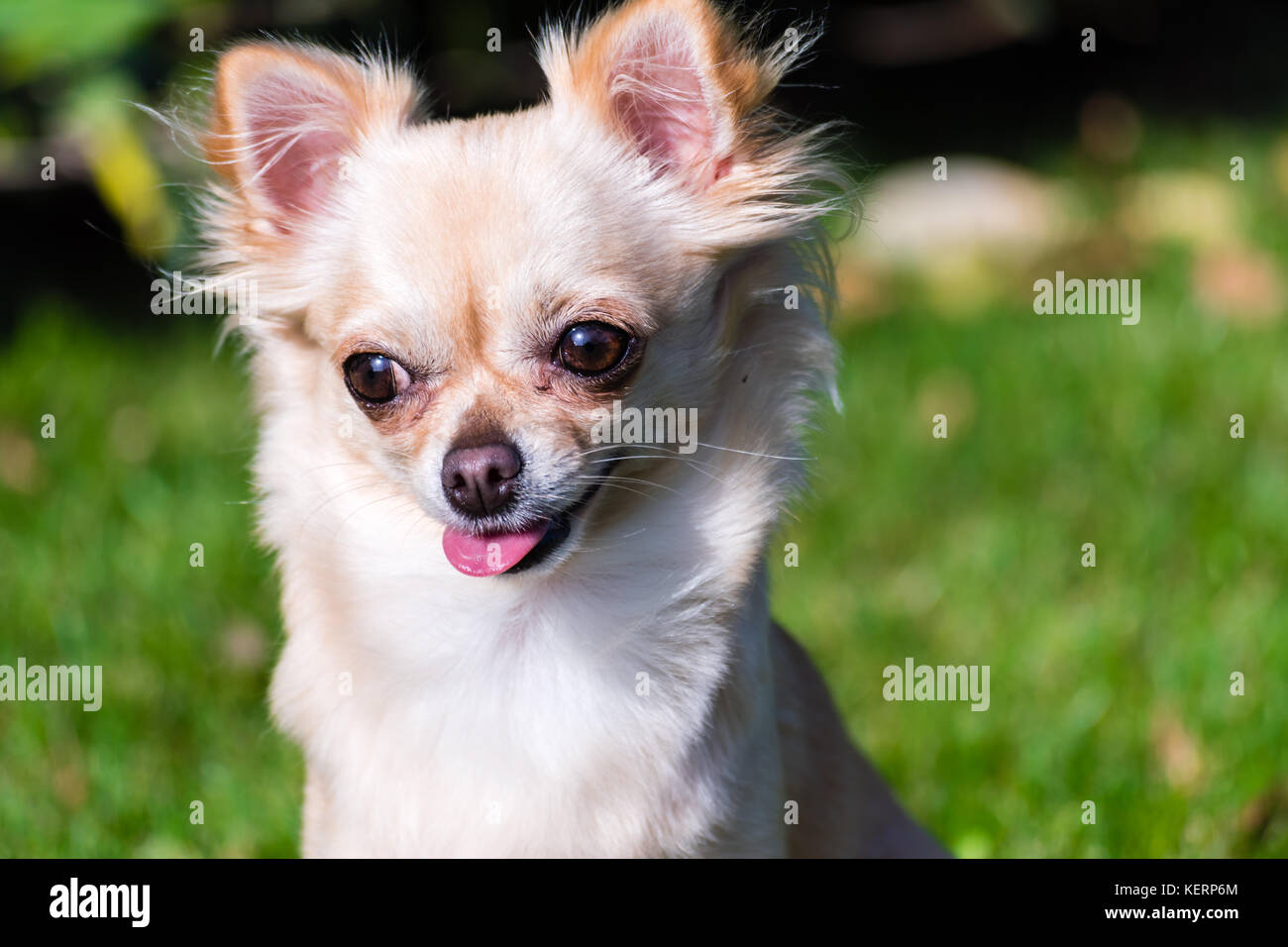 Cute small dog chihuahua hi-res stock photography and images - Alamy