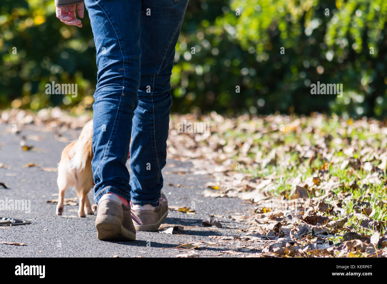 Young girl take the dog for walkies. Small cute chihuahua on the lead ...