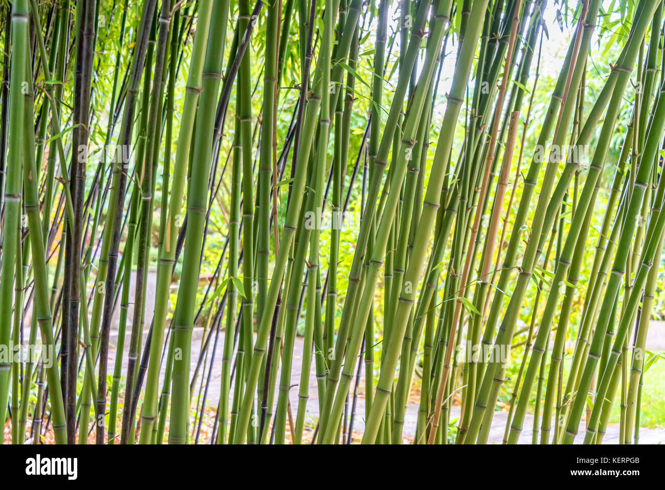 Green bamboos background Stock Photo - Alamy