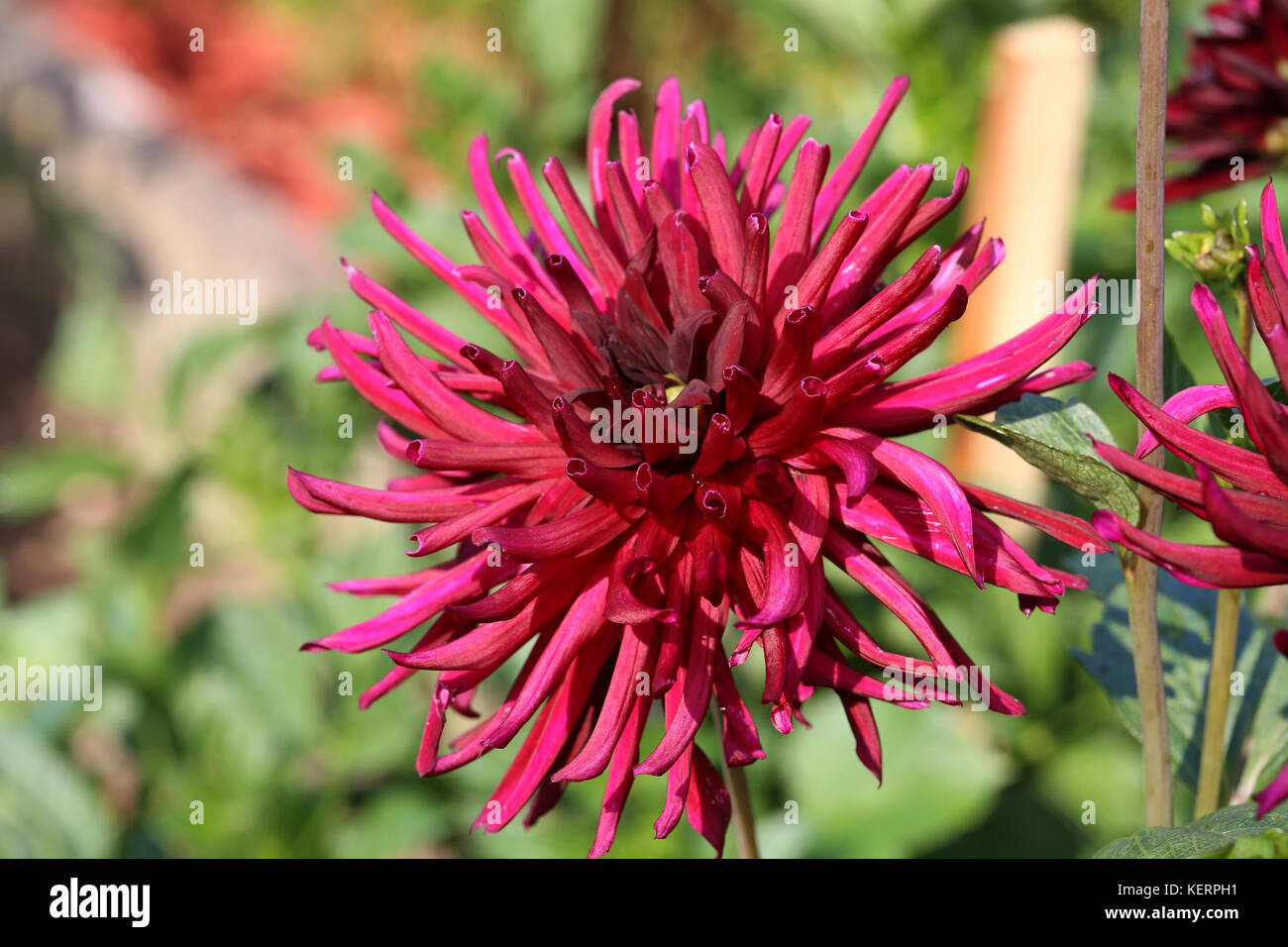 Garden / Dahlia - a very beautiful autumn colors Stock Photo - Alamy