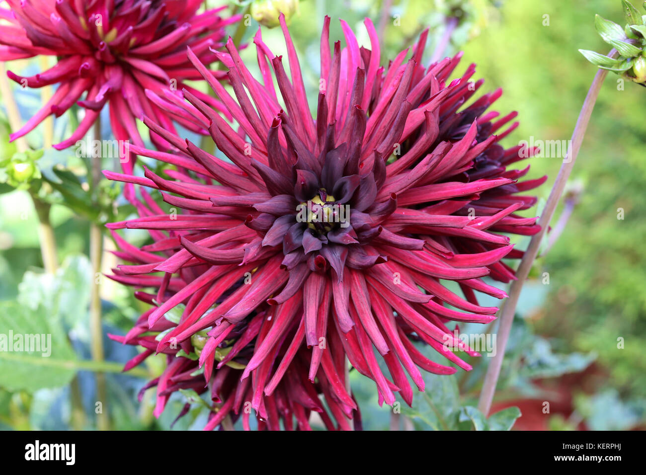 Garden / Dahlia - a very beautiful autumn colors Stock Photo - Alamy