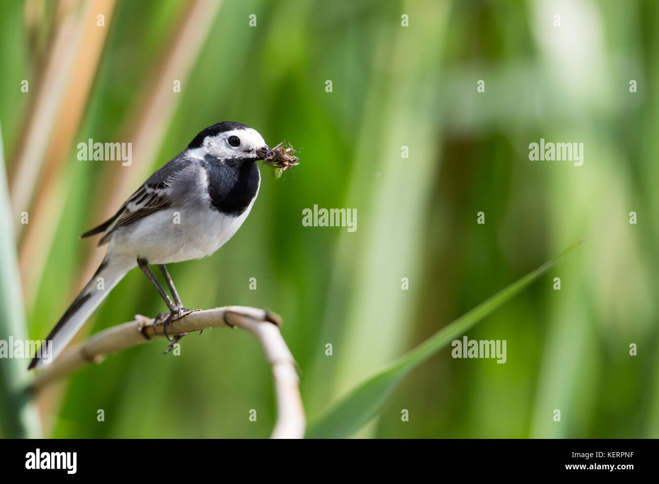 natural white wagtail (Motacilla alba alba) insects in beak Stock Photo ...