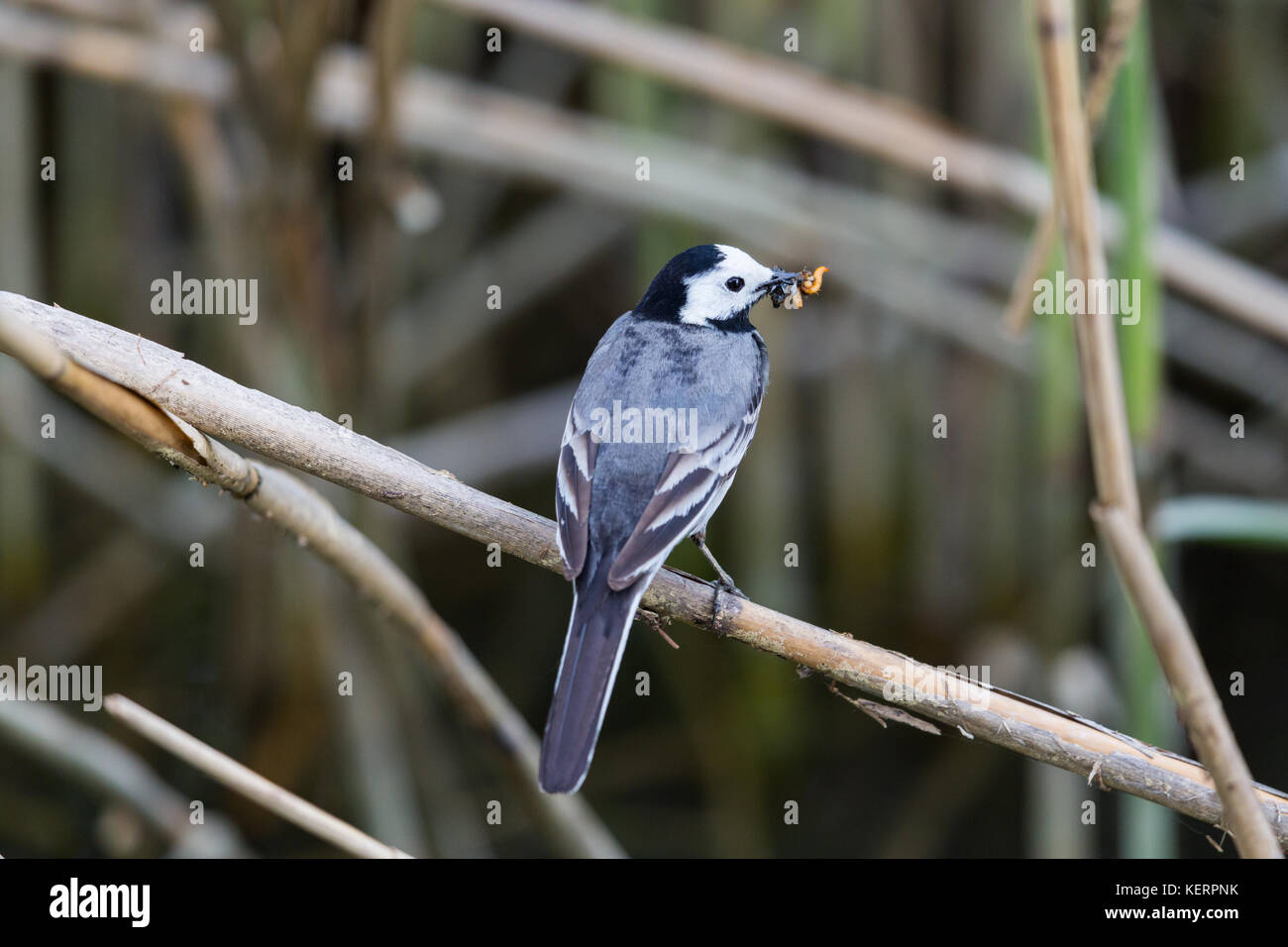 natural white wagtail (Motacilla alba alba) insects in beak Stock Photo ...