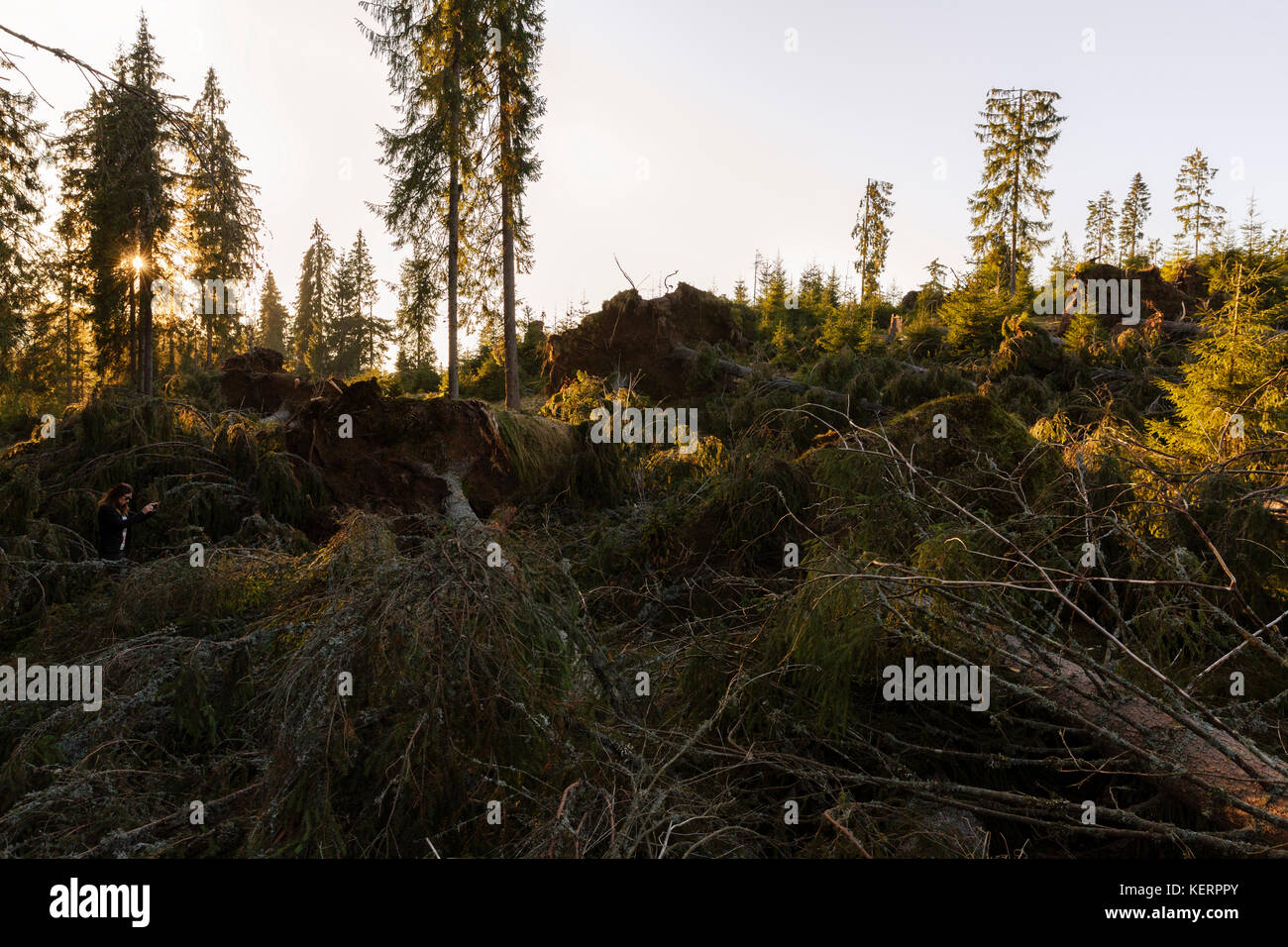 Storm damage cracked pine hi-res stock photography and images - Alamy
