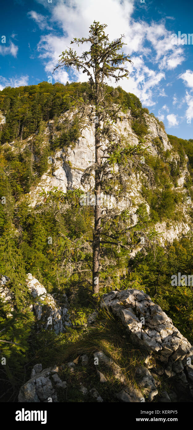 a big old pine tree on the mountain ridge Stock Photo - Alamy