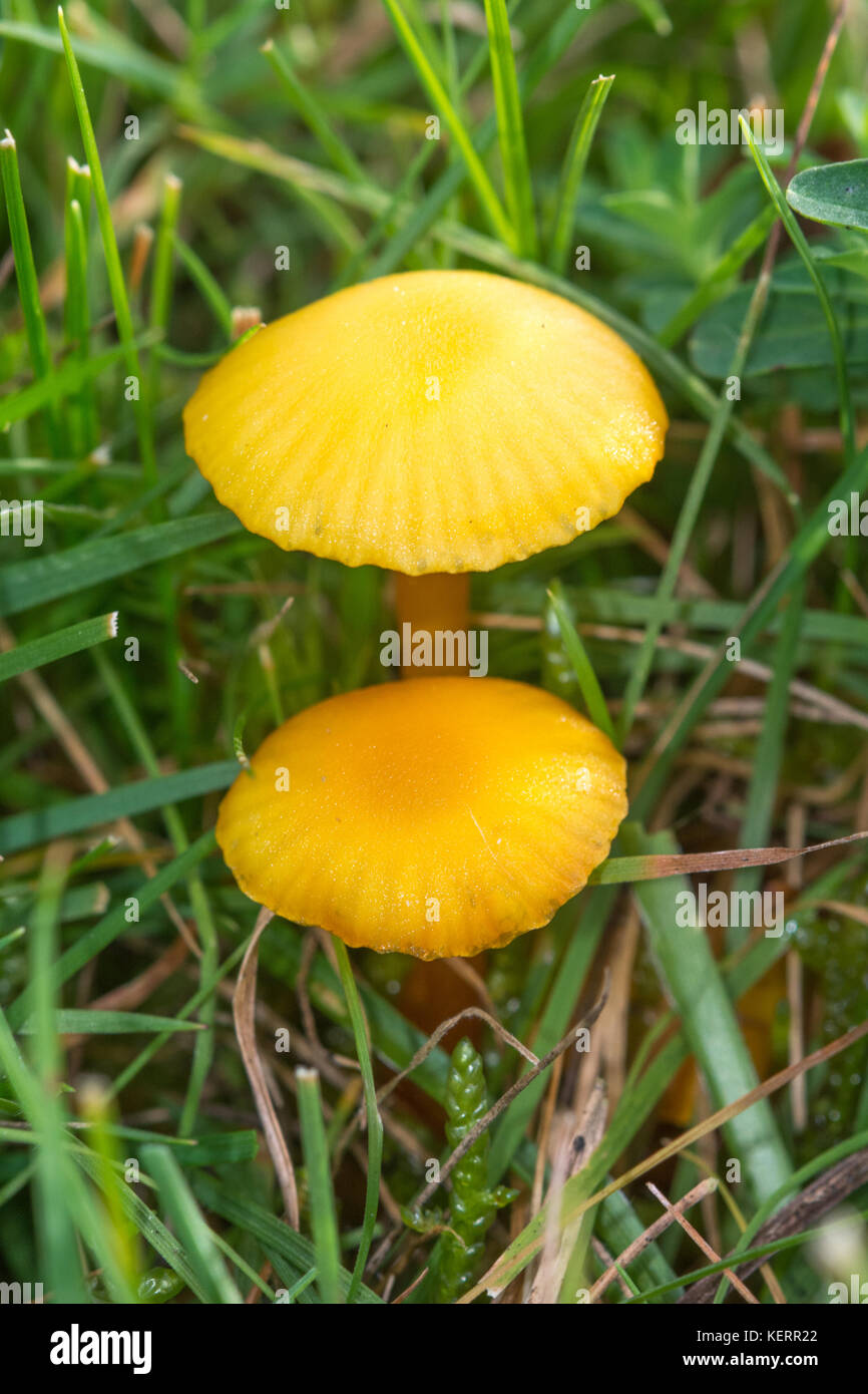 Waxcap Fungi Uk High Resolution Stock Photography and Images - Alamy