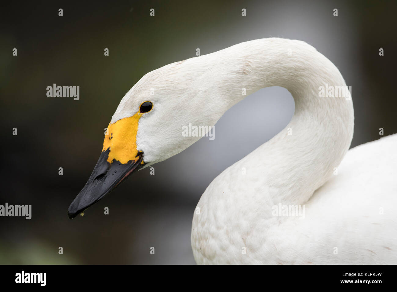 Bewick Swan ; Cygnus columbianus Single Portrait Scotland; UK Stock ...