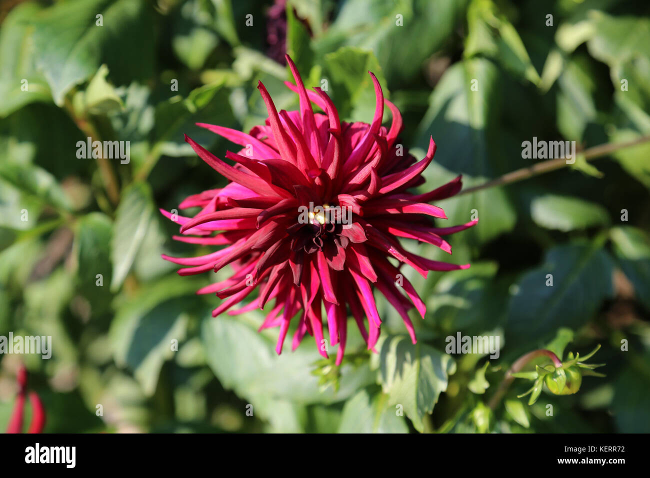 Garden / Dahlia - a very beautiful autumn colors Stock Photo - Alamy