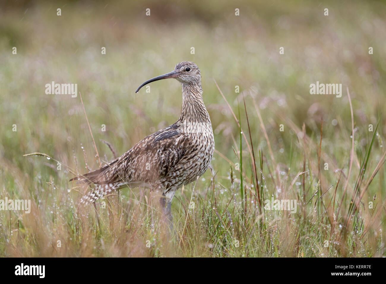 Curlew bird uk hi-res stock photography and images - Alamy