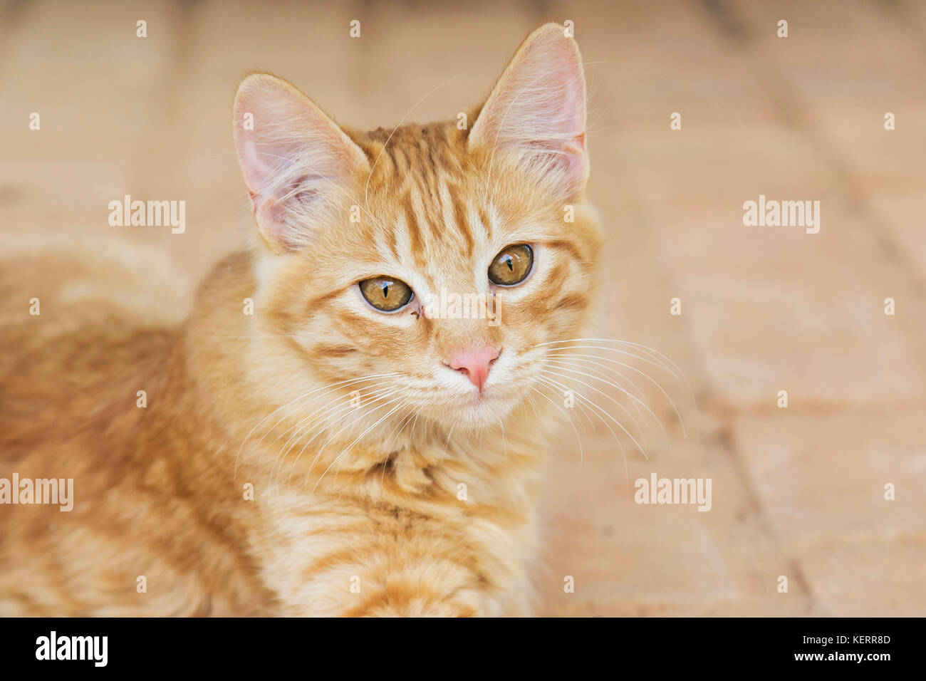 yellow stray kitty cat portrait Stock Photo - Alamy