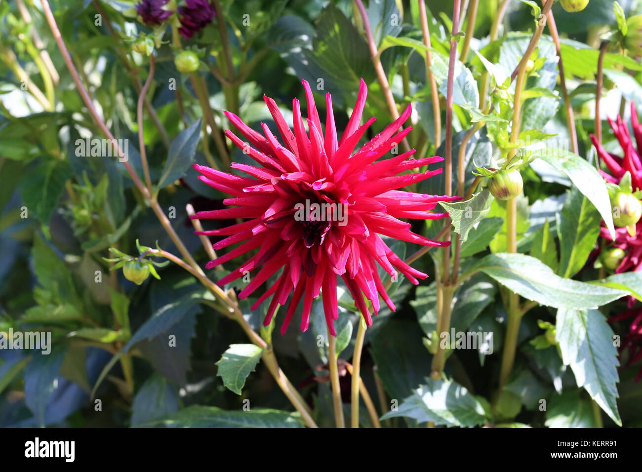 Garden / Dahlia - a very beautiful autumn colors Stock Photo - Alamy