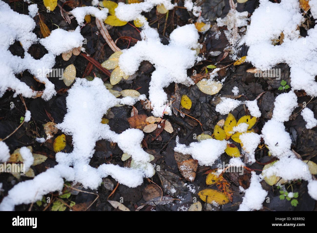 The leaves have fallen to the ground and a dusting of the first snow ...