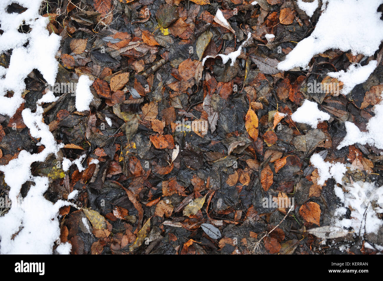 The leaves have fallen to the ground and a dusting of the first snow ...